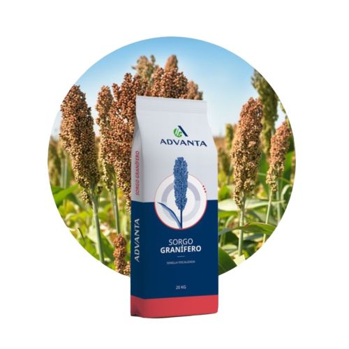 Campo Simple I Sorgo - Semillas